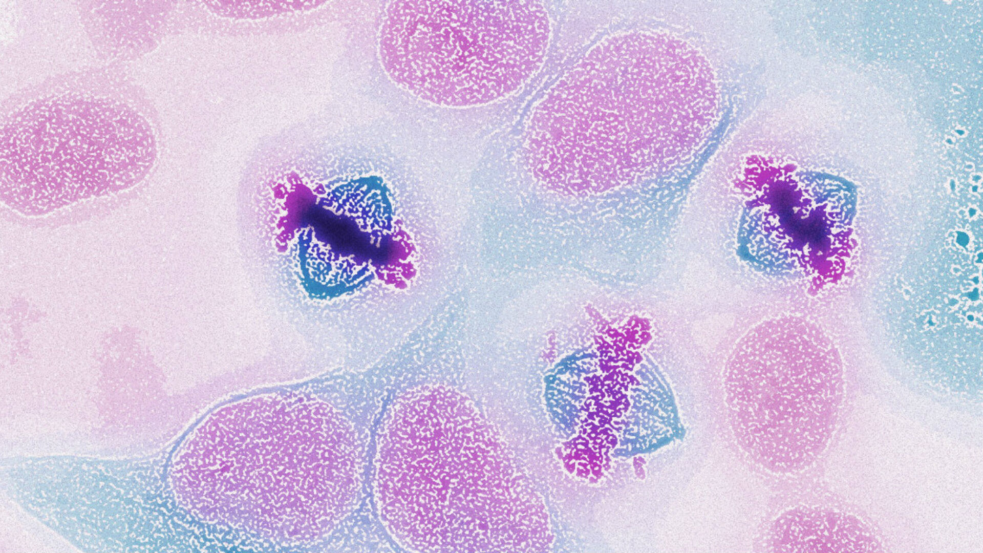 Cells Dividing Under Microscope Micropedia Cells Dividing Under Microscope Micropedia