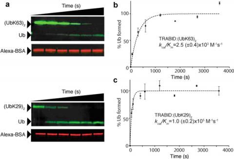 Professor Satpal Virdee | University of Dundee