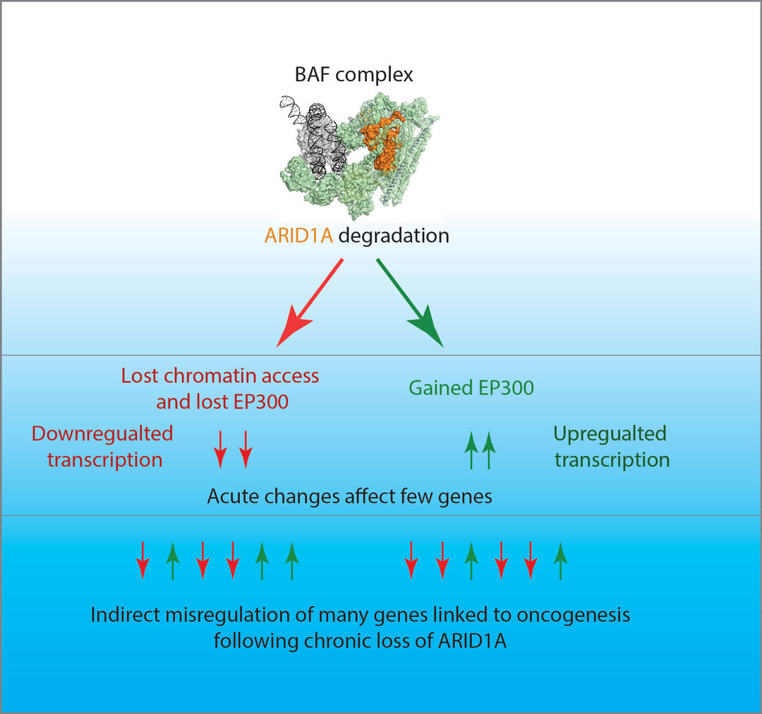 Professor Tom Owen-Hughes | University of Dundee, UK