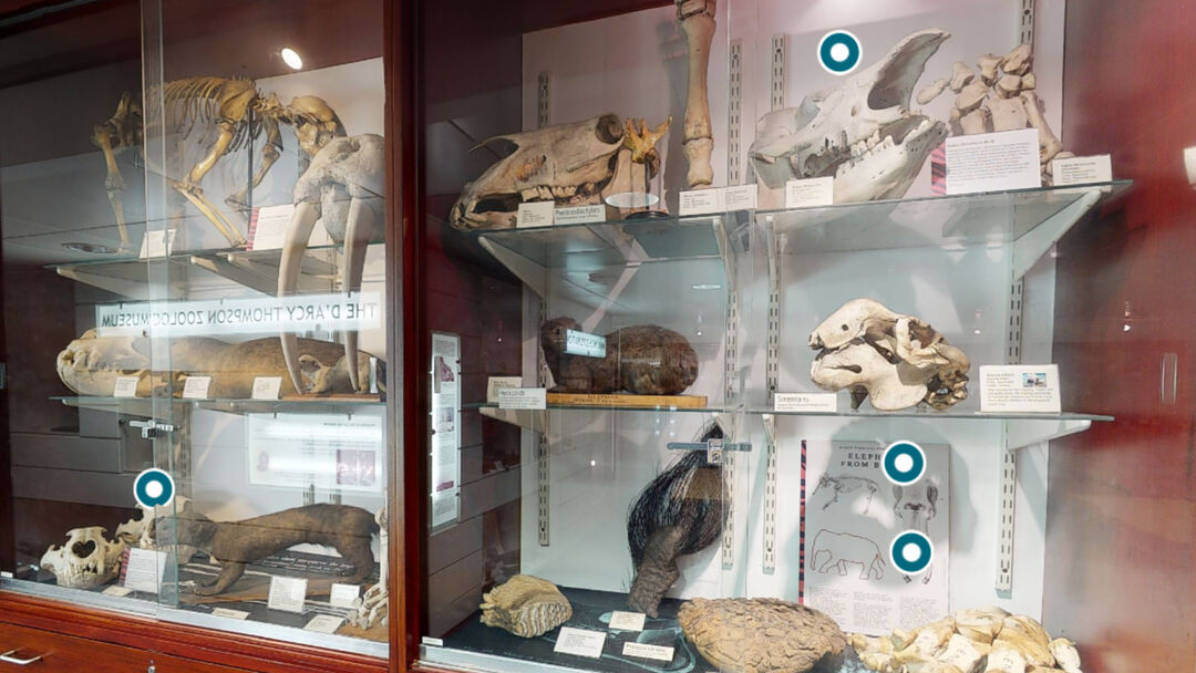 University of Dundee Museums online resources | University of Dundee, UK