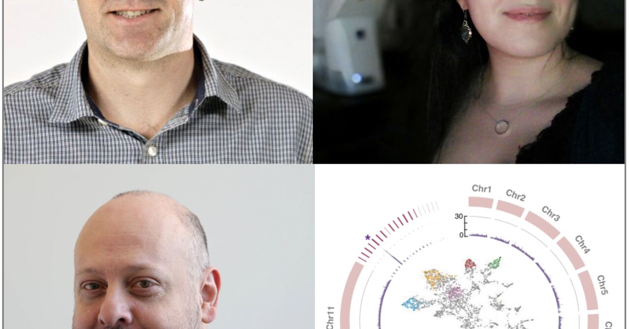 Gene expression control by a bridge between two chromosomes ...