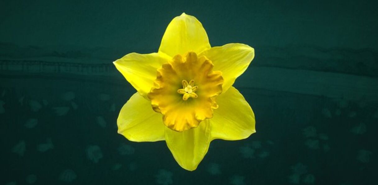 Scottish Daffodil Project | University of Dundee, UK
