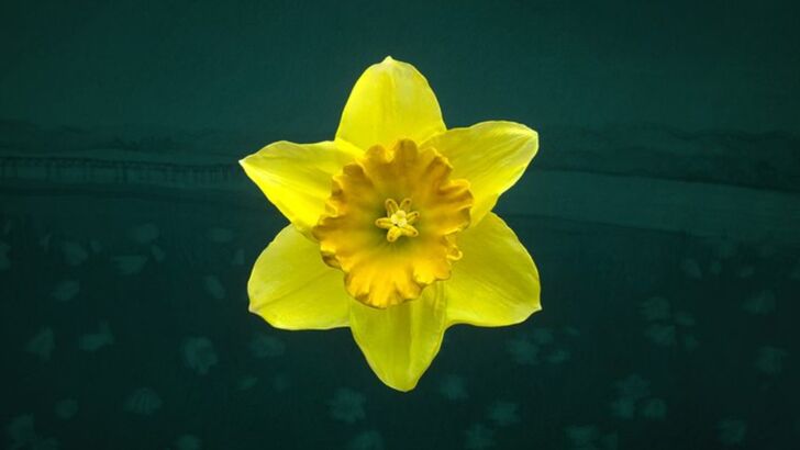Scottish Daffodil Project | University of Dundee, UK